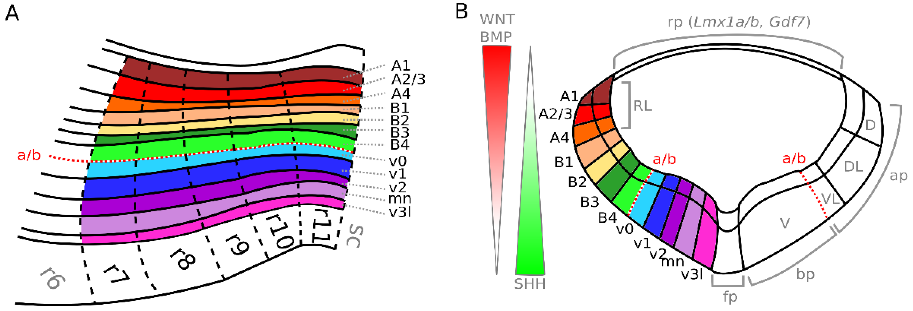 Sulcus Limitans Brainstem Sulcus Limitans Brainstem