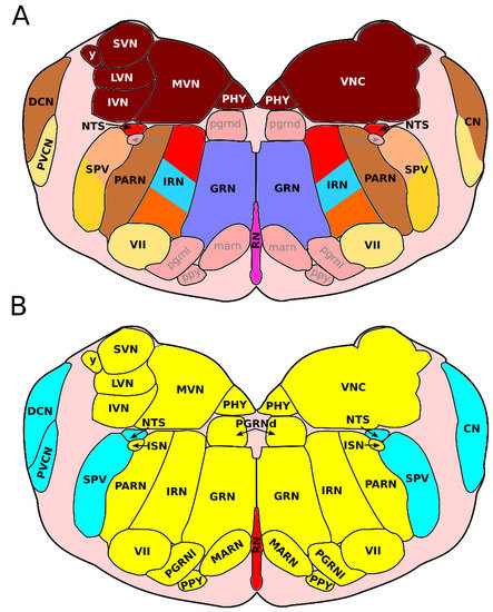 Molecular Organization and Patterning of the Medulla Oblongata in ...