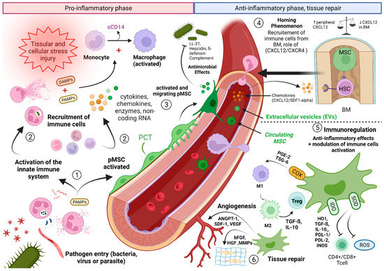 Pathophysiology of Sepsis and Genesis of Septic Shock: The Critical ...