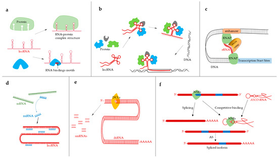 Long Non-Coding RNAs: New Players in Plants