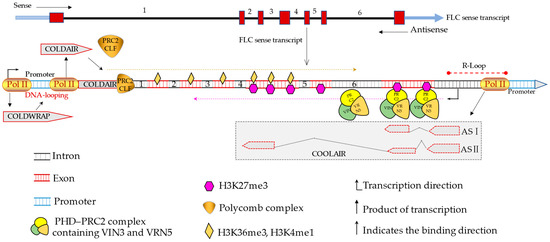 Long Non-Coding RNAs: New Players in Plants