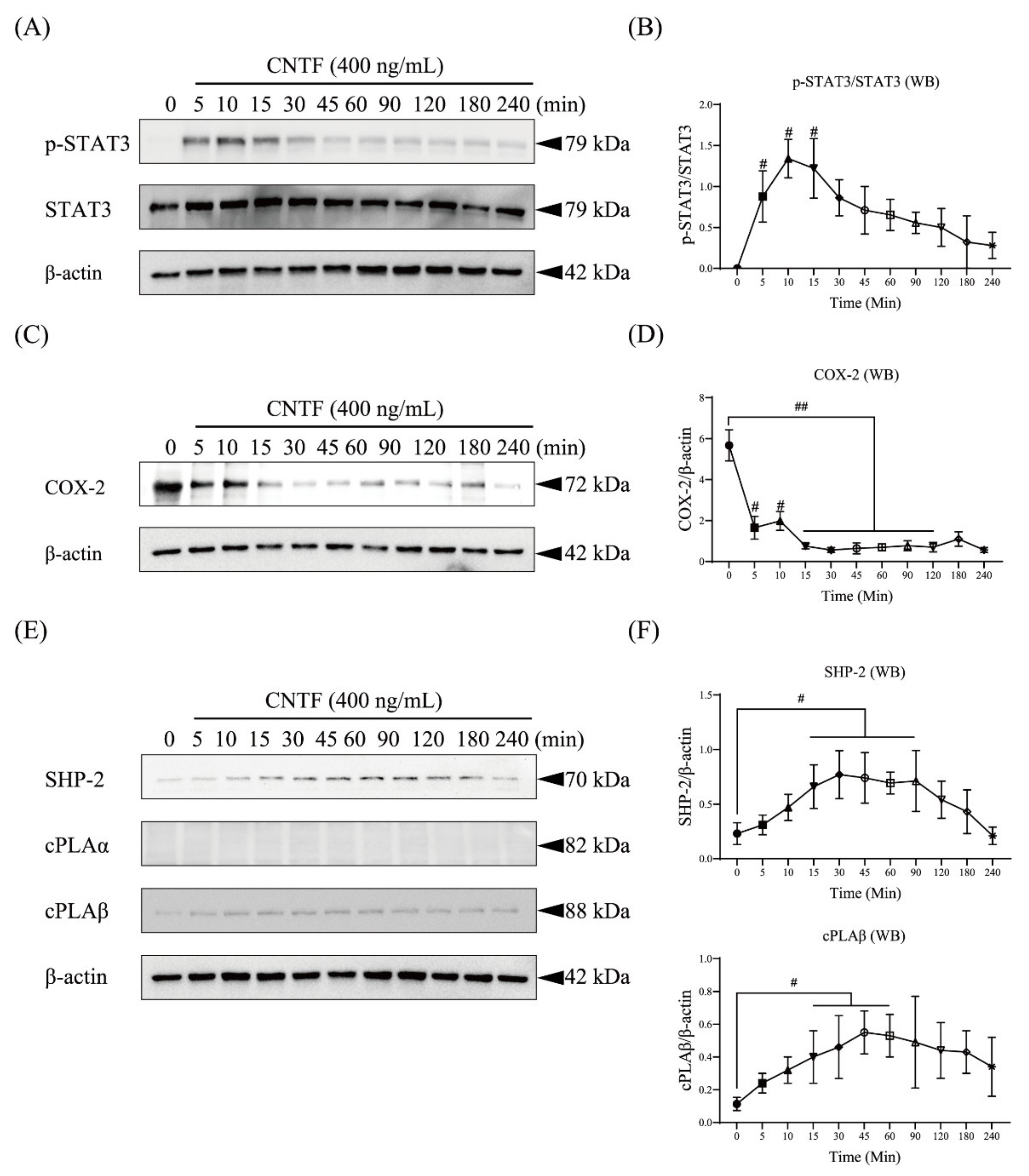 Ciliary Neurotrophic Factor (CNTF) Inhibits In Vitro Cementoblast ...