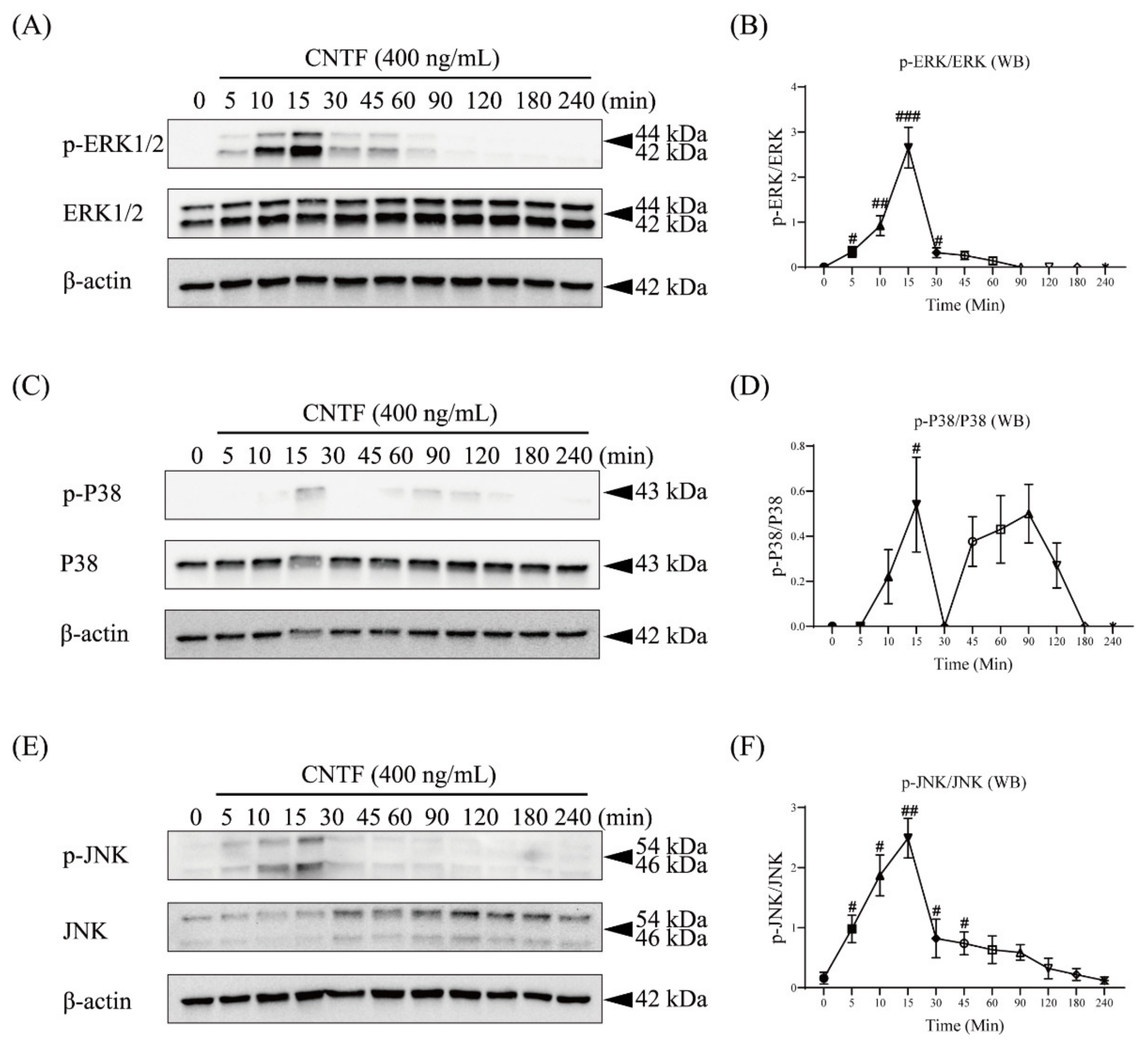 Ciliary Neurotrophic Factor (CNTF) Inhibits In Vitro Cementoblast ...
