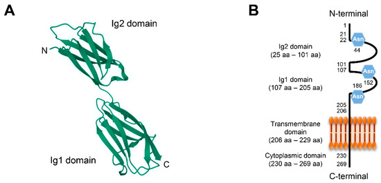 Cyclophilin A/CD147 Interaction: A Promising Target for Anticancer Therapy