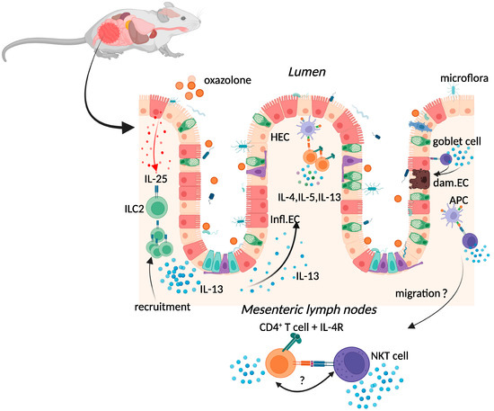 Ijms Free Full Text Inflammatory Bowel Disease A Review Of Pre