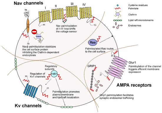 Palmitoylation of Voltage-Gated Ion Channels