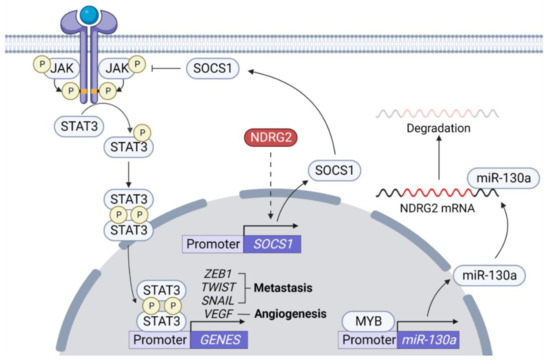 The Function of N-Myc Downstream-Regulated Gene 2 (NDRG2) as a Negative ...