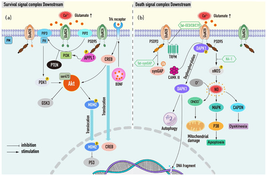 Excitatory Synaptic Transmission in Ischemic Stroke: A New Outlet for ...