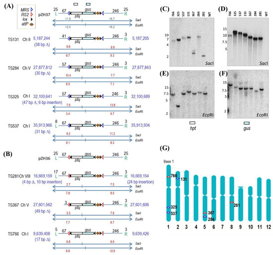 Target Lines for in Planta Gene Stacking in Japonica Rice