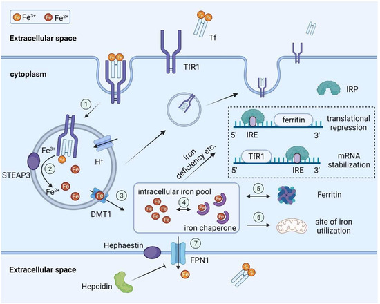 Iron Metabolism and Ferroptosis in Physiological and Pathological Pregnancy
