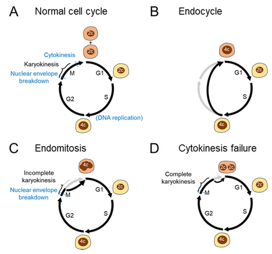 Implications of Polyploidy and Ploidy Alterations in Hepatocytes in ...