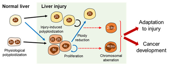 Implications of Polyploidy and Ploidy Alterations in Hepatocytes in ...