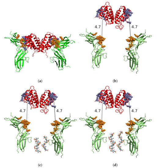 Heparan Sulfate Facilitates Binding of hIFNγ to Its Cell-Surface ...