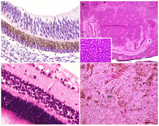 IJMS | Free Full-Text | Expression of Cell Cycle Markers and ...