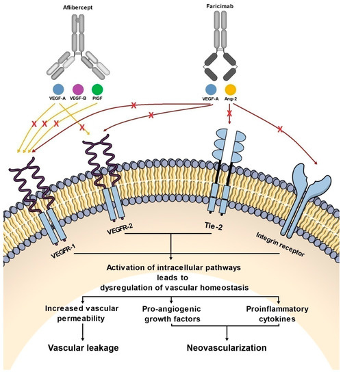 Aflibercept versus Faricimab in the Treatment of Neovascular Age ...