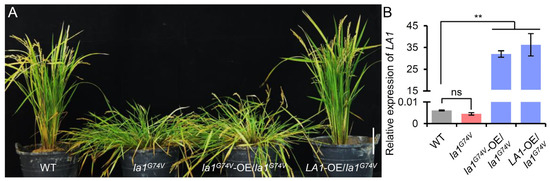 Blocking Rice Shoot Gravitropism by Altering One Amino Acid in LAZY1