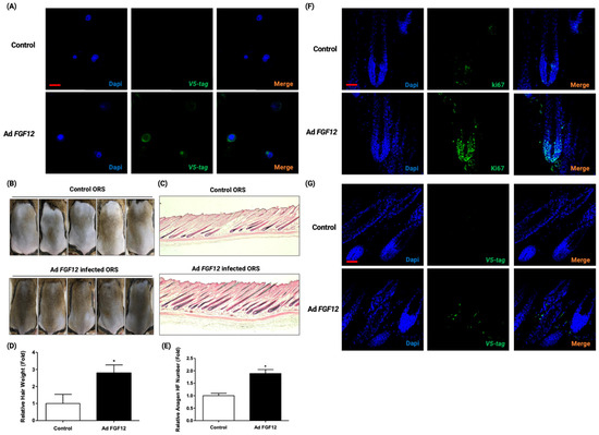 Hair Growth Regulation by Fibroblast Growth Factor 12 (FGF12)