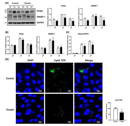 Activation of ADRB2/PKA Signaling Pathway Facilitates Lipid Synthesis ...