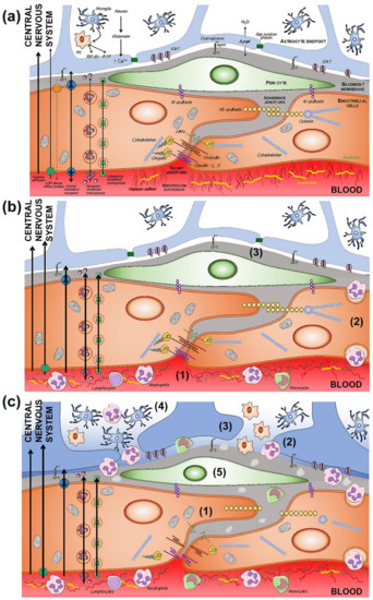 Need for a Paradigm Shift in the Treatment of Ischemic Stroke: The ...