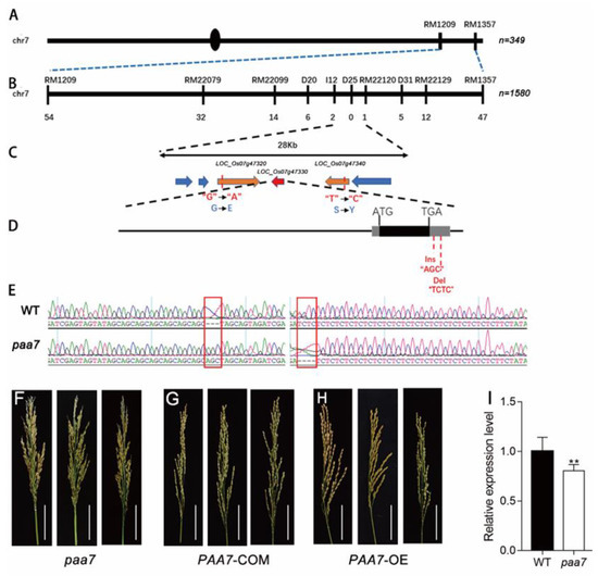 Panicle Apical Abortion 7 Regulates Panicle Development in Rice (Oryza ...