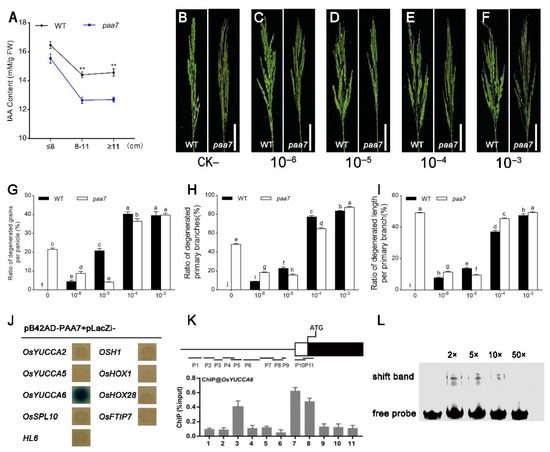 Panicle Apical Abortion 7 Regulates Panicle Development in Rice (Oryza ...