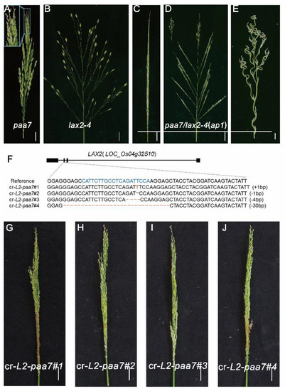 Panicle Apical Abortion 7 Regulates Panicle Development in Rice (Oryza ...