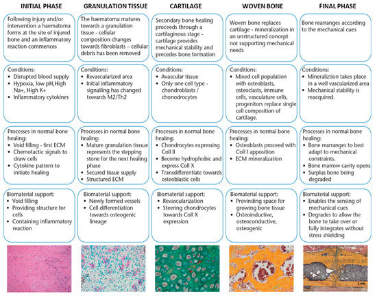 Translating Material Science into Bone Regenerative Medicine ...