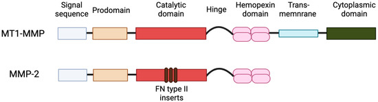 Novel Roles of MT1-MMP and MMP-2: Beyond the Extracellular Milieu