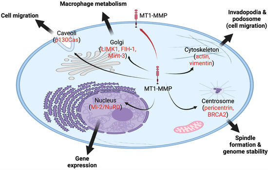 Novel Roles of MT1-MMP and MMP-2: Beyond the Extracellular Milieu
