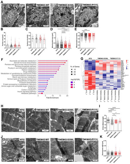 Altered Expression of TMEM43 Causes Abnormal Cardiac Structure and ...