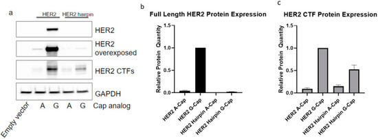 HER2 c-Terminal Fragments Are Expressed via Internal Translation of the ...
