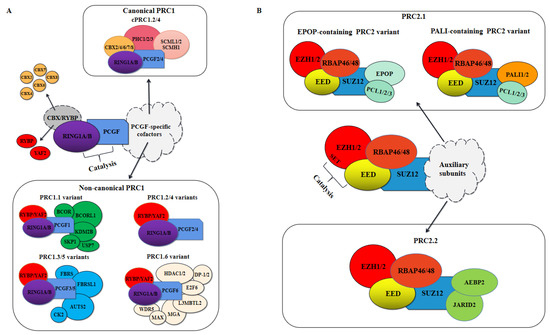 Critical Roles of Polycomb Repressive Complexes in Transcription and Cancer
