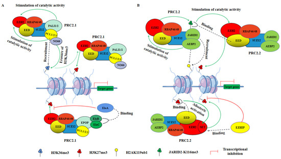 IJMS | Free Full-Text | Critical Roles of Polycomb Repressive Complexes ...