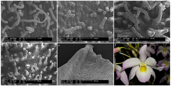 IJMS | Free Full-Text | Micromorphology of Labellum in Selected ...