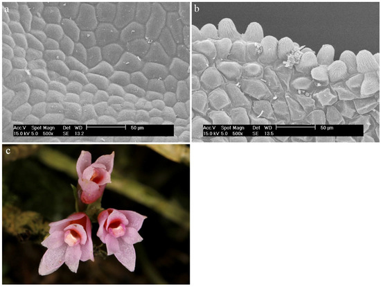 IJMS | Free Full-Text | Micromorphology of Labellum in Selected ...