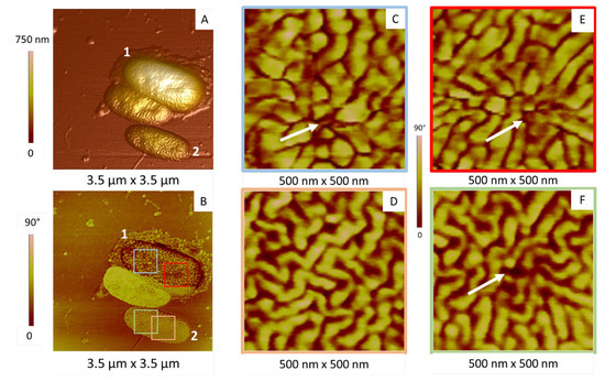IJMS | Free Full-Text | Impact of Growth Conditions on Pseudomonas fluorescens Morphology ...