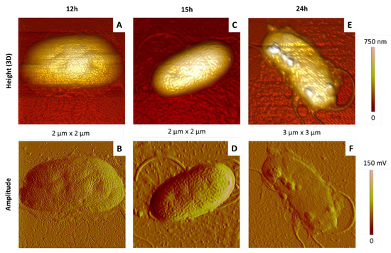 Impact of Growth Conditions on Pseudomonas fluorescens Morphology ...