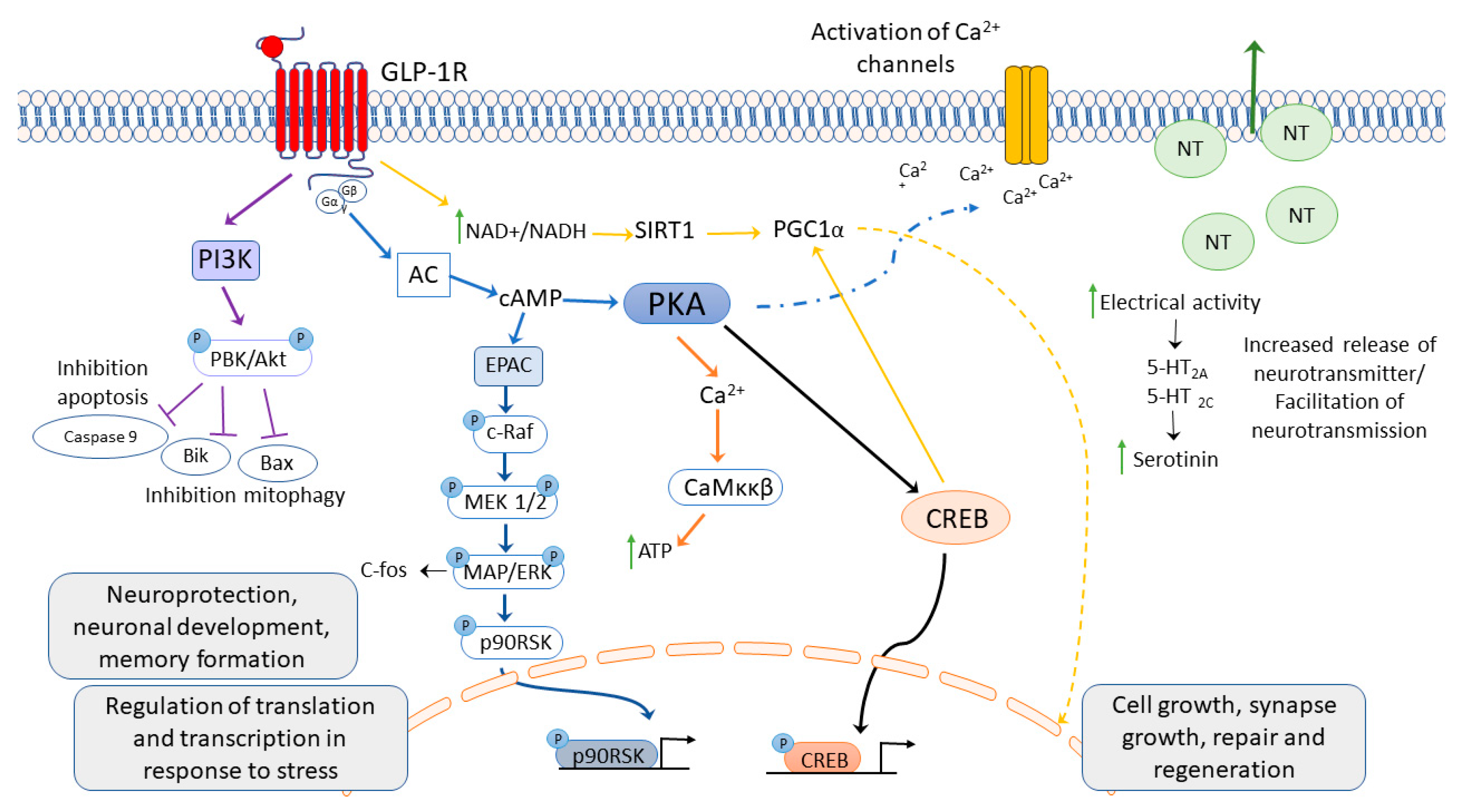 Ijms Free Full Text Anti Inflammatory Effects Of Glp 1 Receptor