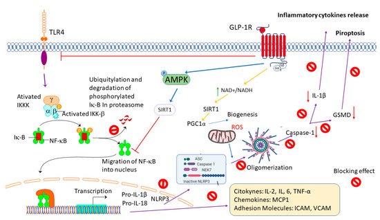 Anti-Inflammatory Effects of GLP-1 Receptor Activation in the Brain in ...