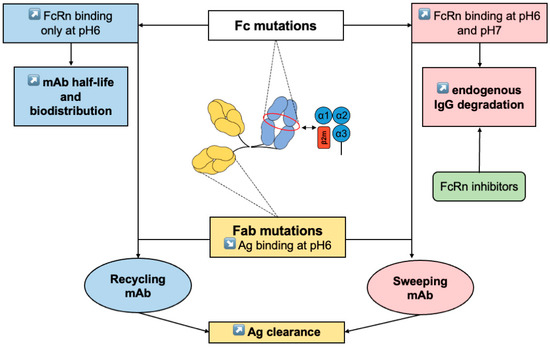 Monoclonal Antibody Engineering and Design to Modulate FcRn Activities ...