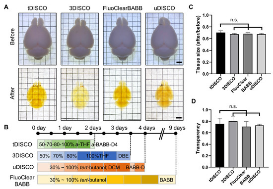 Long Preservation of AAV-Transduced Fluorescence by a Modified Organic ...