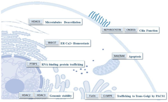 Molecular Basis of the Schuurs–Hoeijmakers Syndrome: What We Know about ...