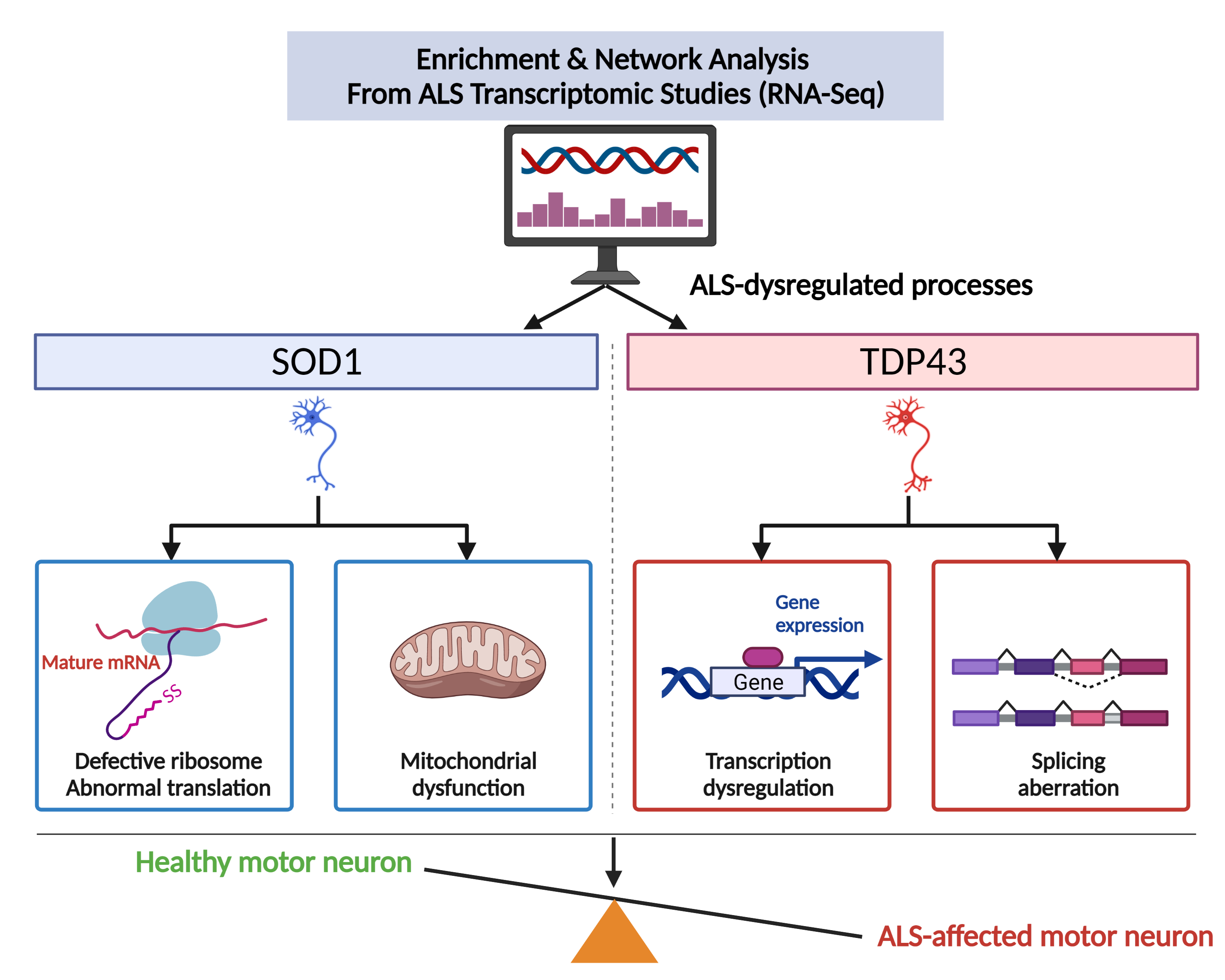 IJMS | Free Full-Text | Downstream Effects of Mutations in SOD1 and ...