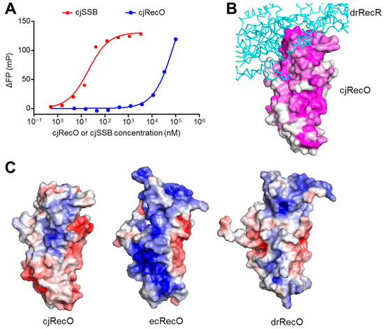 Crystal Structure of the Recombination Mediator Protein RecO from ...