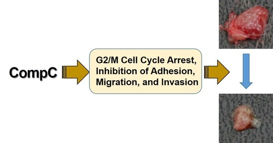 IJMS | Free Full-Text | Compound C Inhibits Renca Renal Epithelial ...