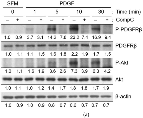 IJMS | Free Full-Text | Compound C Inhibits Renca Renal Epithelial ...