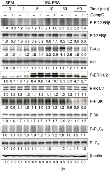 IJMS | Free Full-Text | Compound C Inhibits Renca Renal Epithelial ...