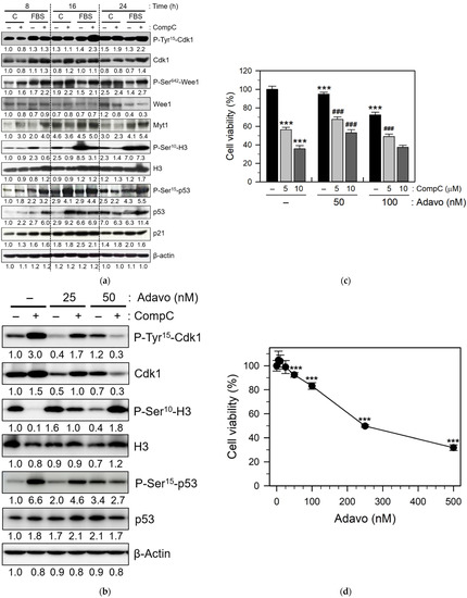 IJMS | Free Full-Text | Compound C Inhibits Renca Renal Epithelial ...
