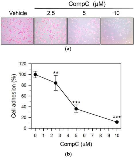 IJMS | Free Full-Text | Compound C Inhibits Renca Renal Epithelial ...