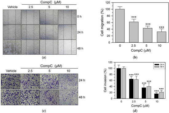 IJMS | Free Full-Text | Compound C Inhibits Renca Renal Epithelial ...